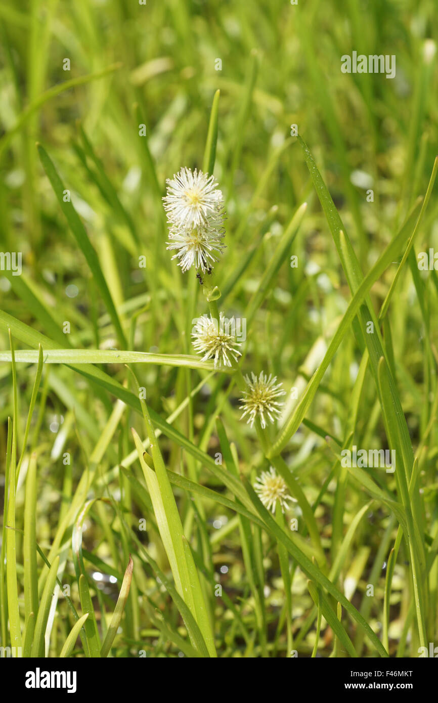 Simple bur reed hi-res stock photography and images - Alamy