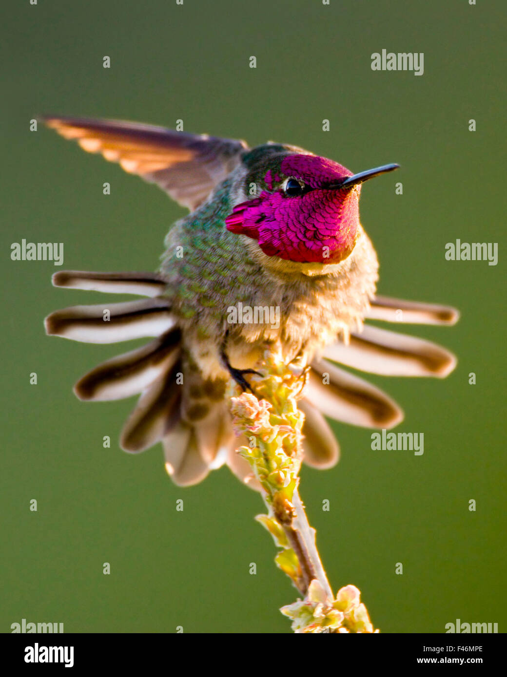 Anna's Hummingbird (Calypte anna) stretching, Mount Diablo State Park ...