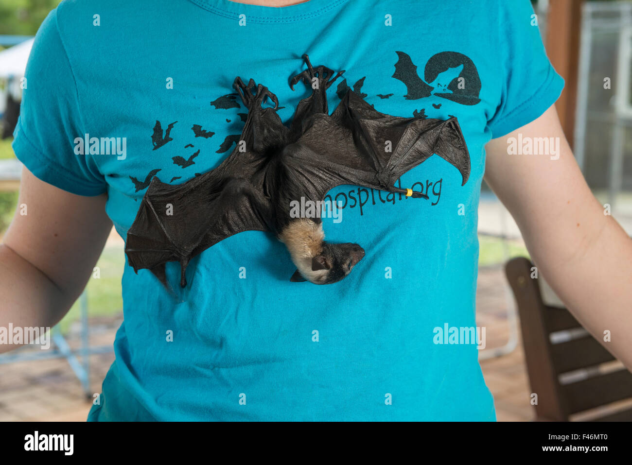Spectacled flying fox (Pteropus conspicillatus) baby or bub is cared ...