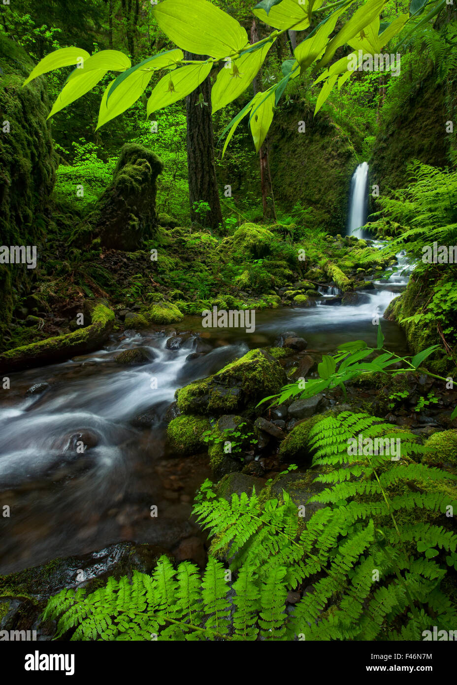 Waterfall seen through a window of fresh spring growth in Columbia ...