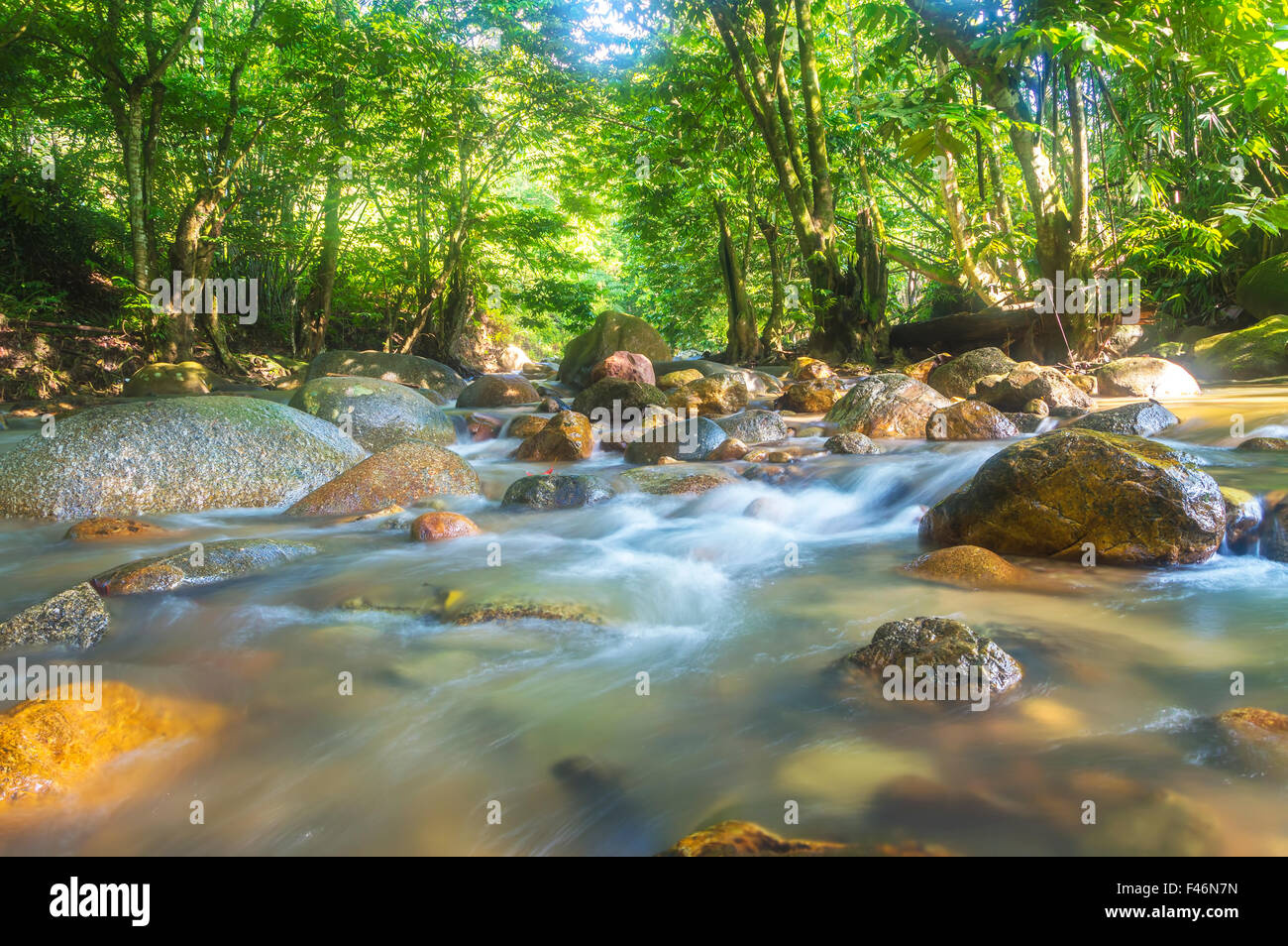 water stream in deep tropical forest Stock Photo - Alamy