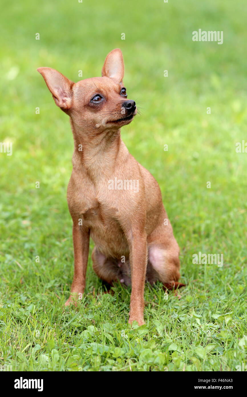 Prague rat dog hi-res stock photography and images - Alamy