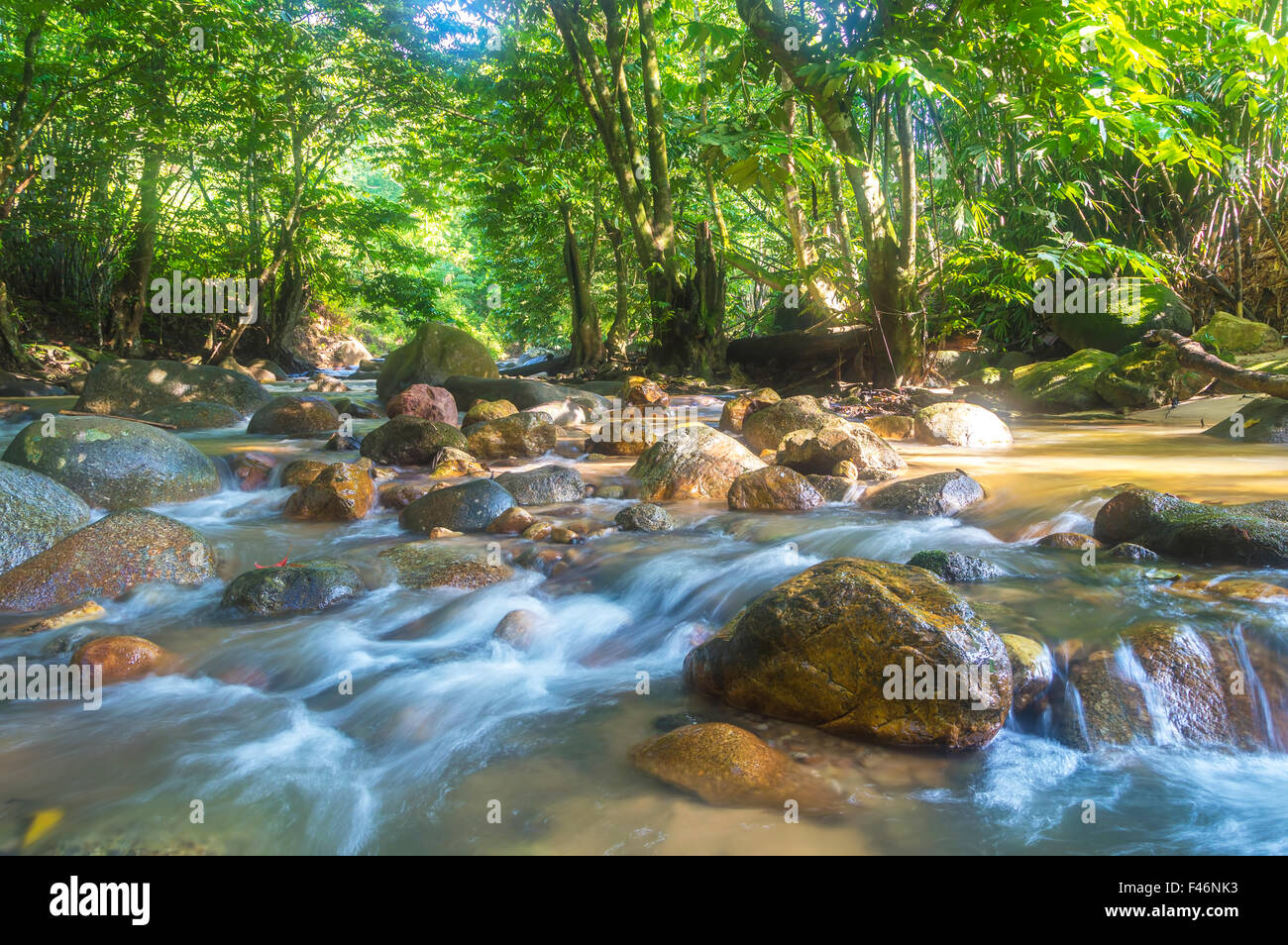 water stream in deep tropical forest Stock Photo - Alamy