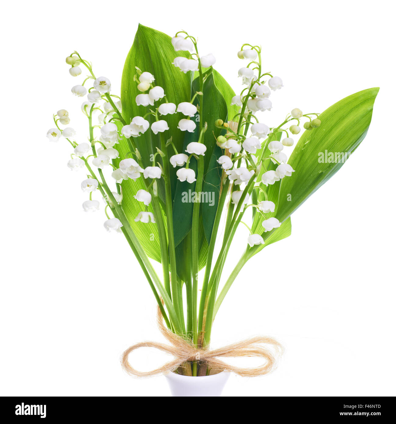 May lilies hi-res stock photography and images - Alamy