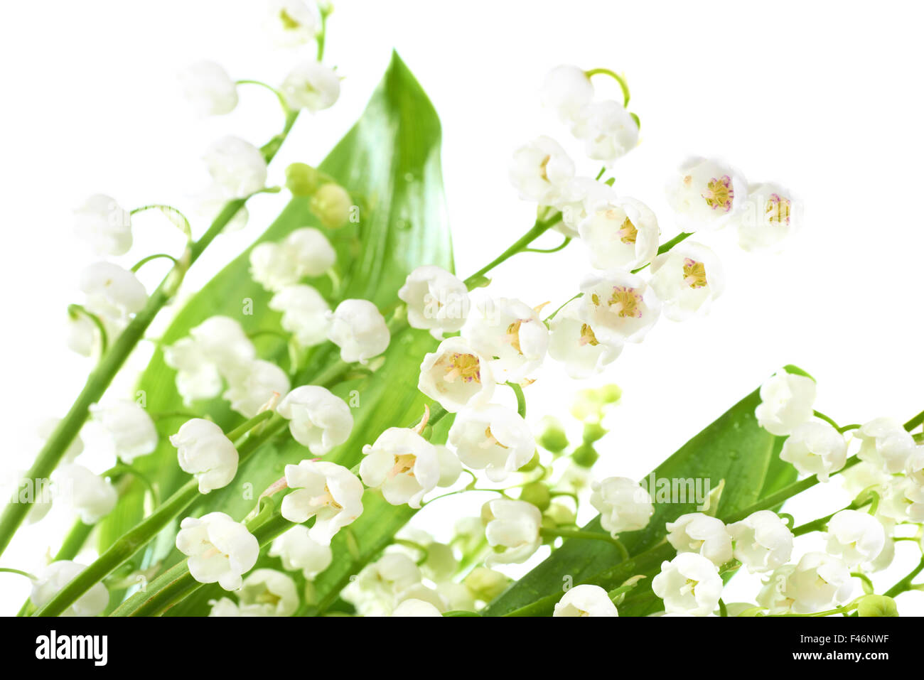 May lilies hi-res stock photography and images - Alamy