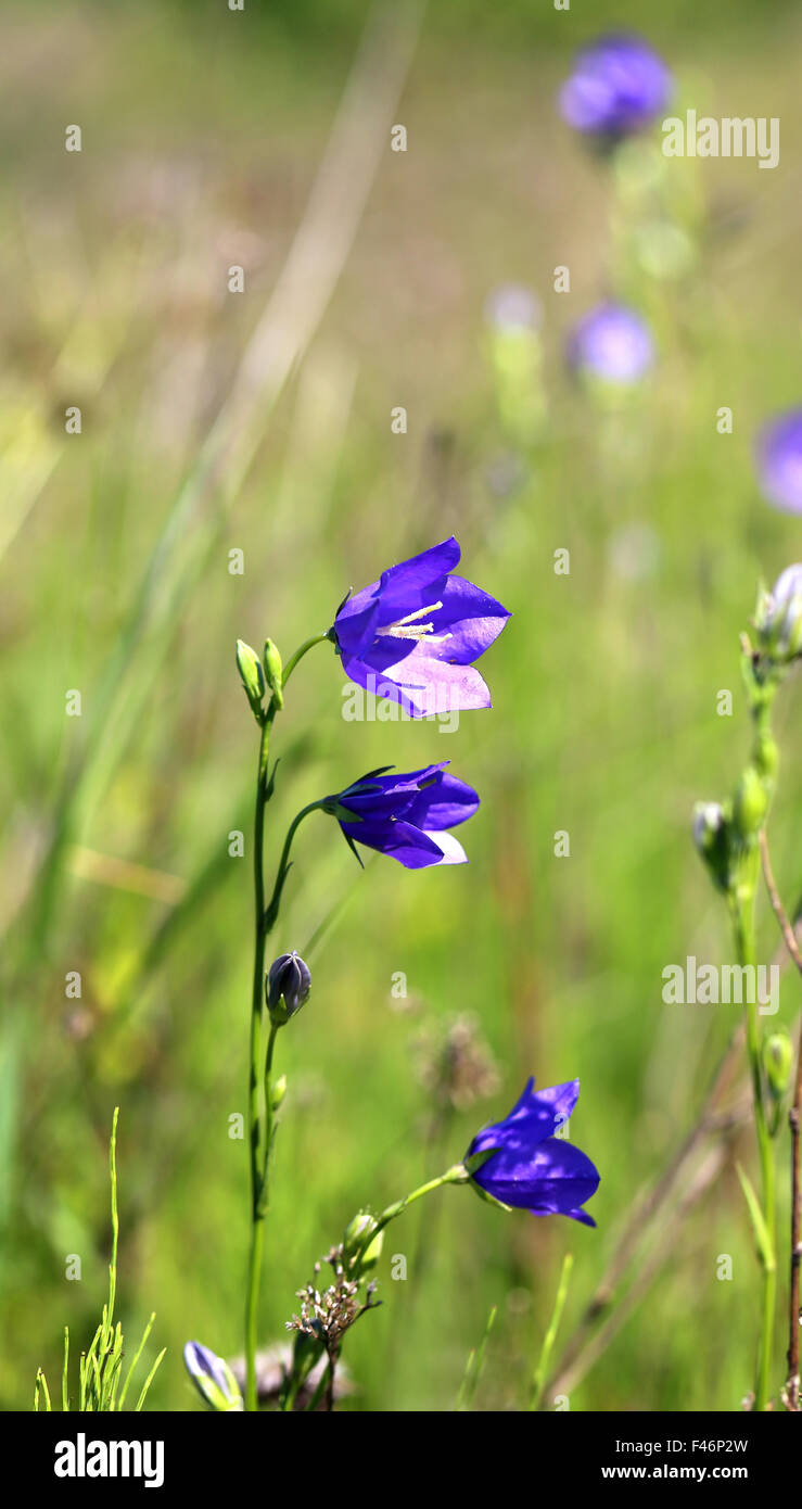 Perennial bell flower hi-res stock photography and images - Alamy