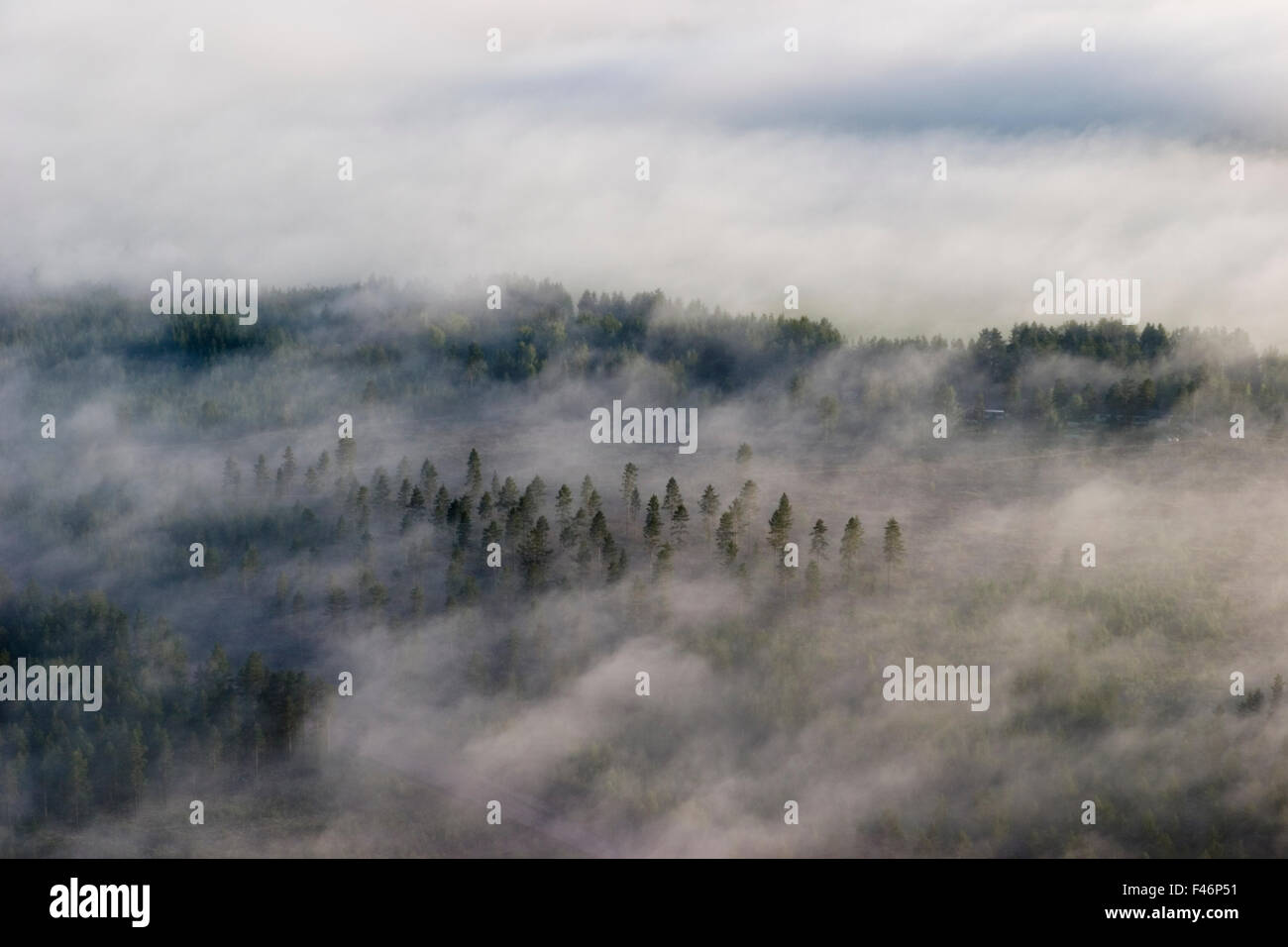 Forest, aerial view Stock Photo - Alamy