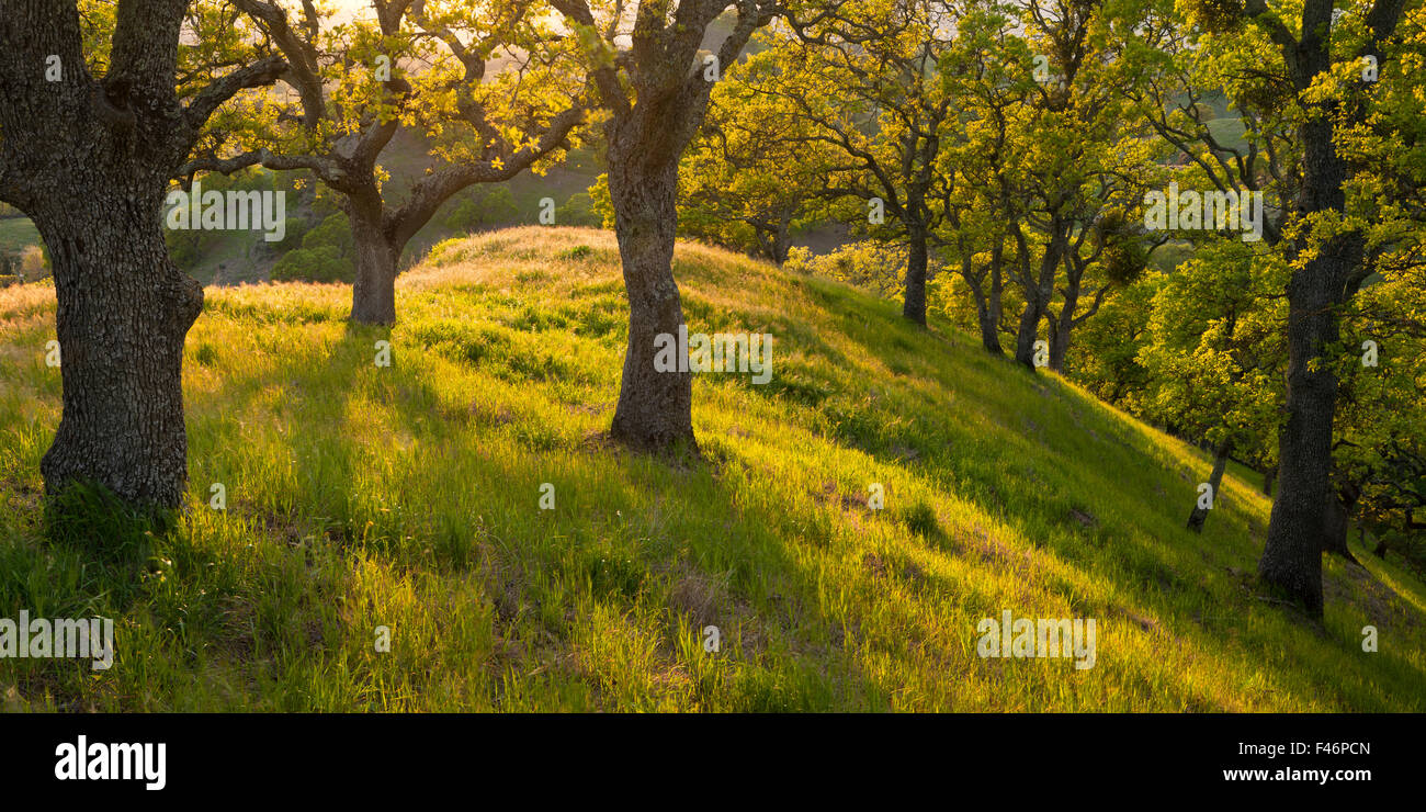 Late afternoon sunshine streams through green Valley Oaks (Quercus ...