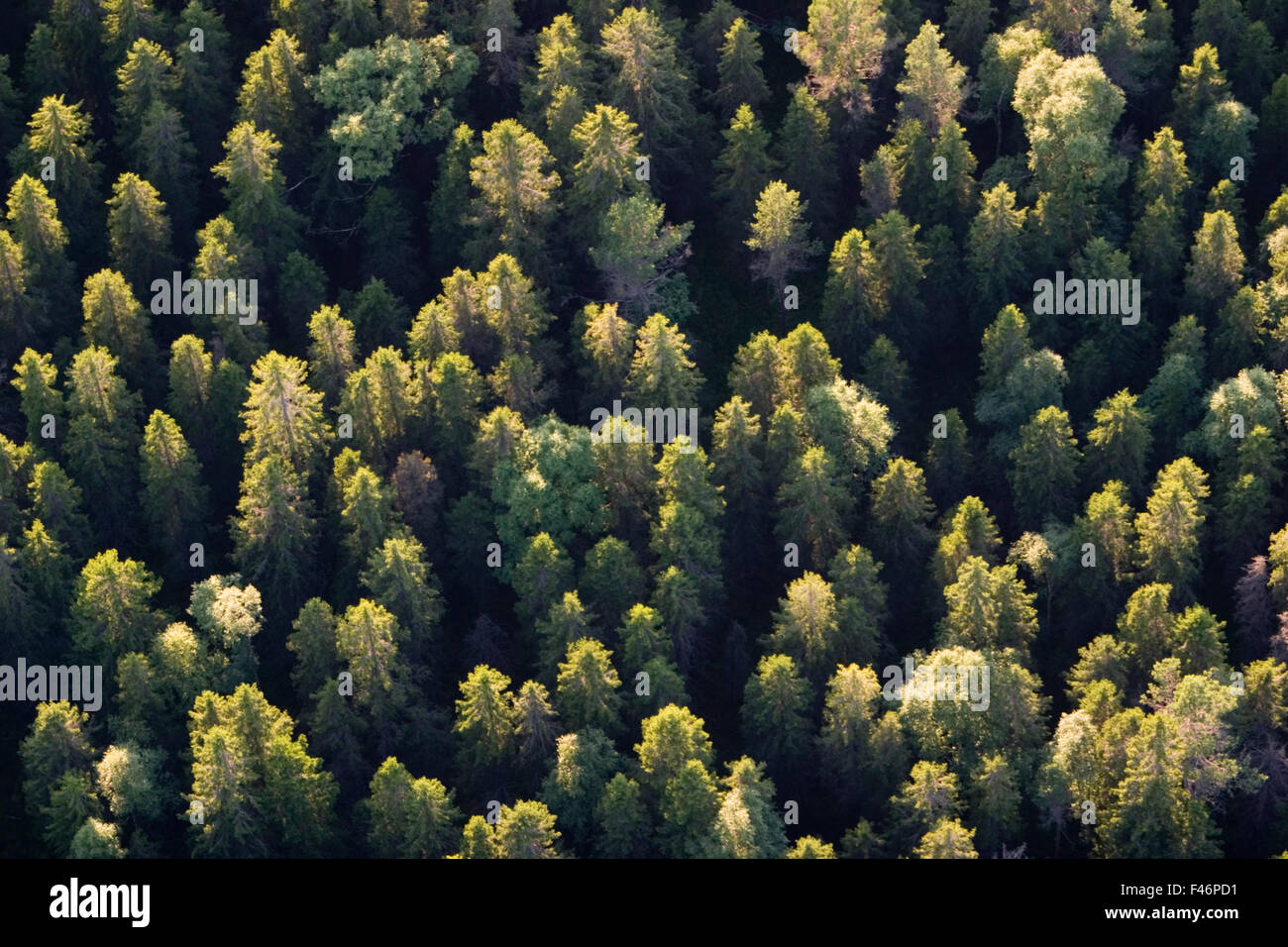 Forest aerial view Stock Photo - Alamy