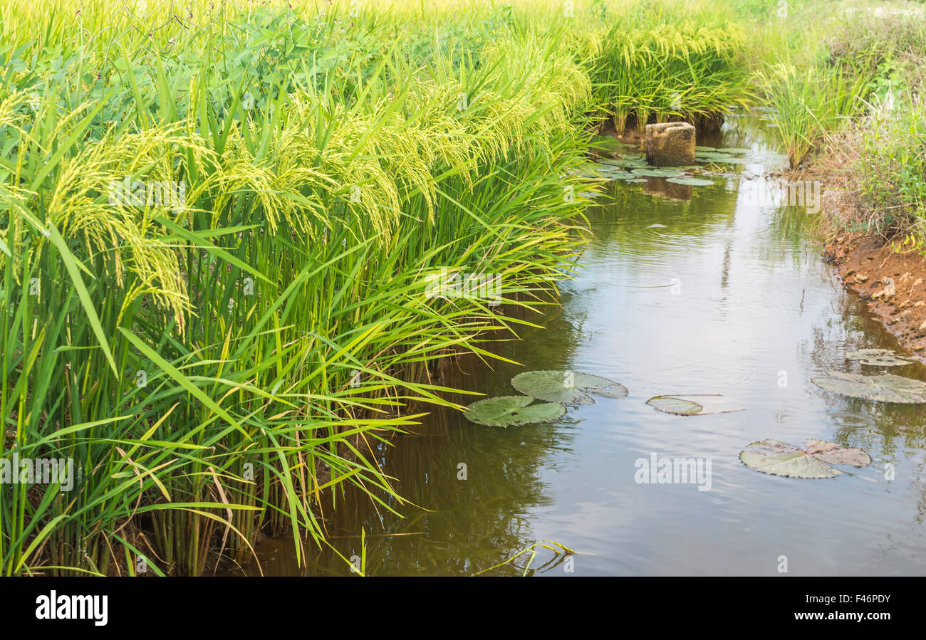 Golden paddy at farmville Stock Photo - Alamy