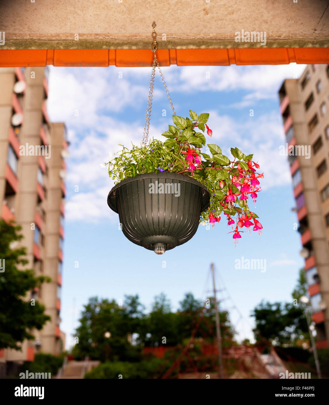 A hanging flowerpot, Stockholm, Sweden Stock Photo - Alamy