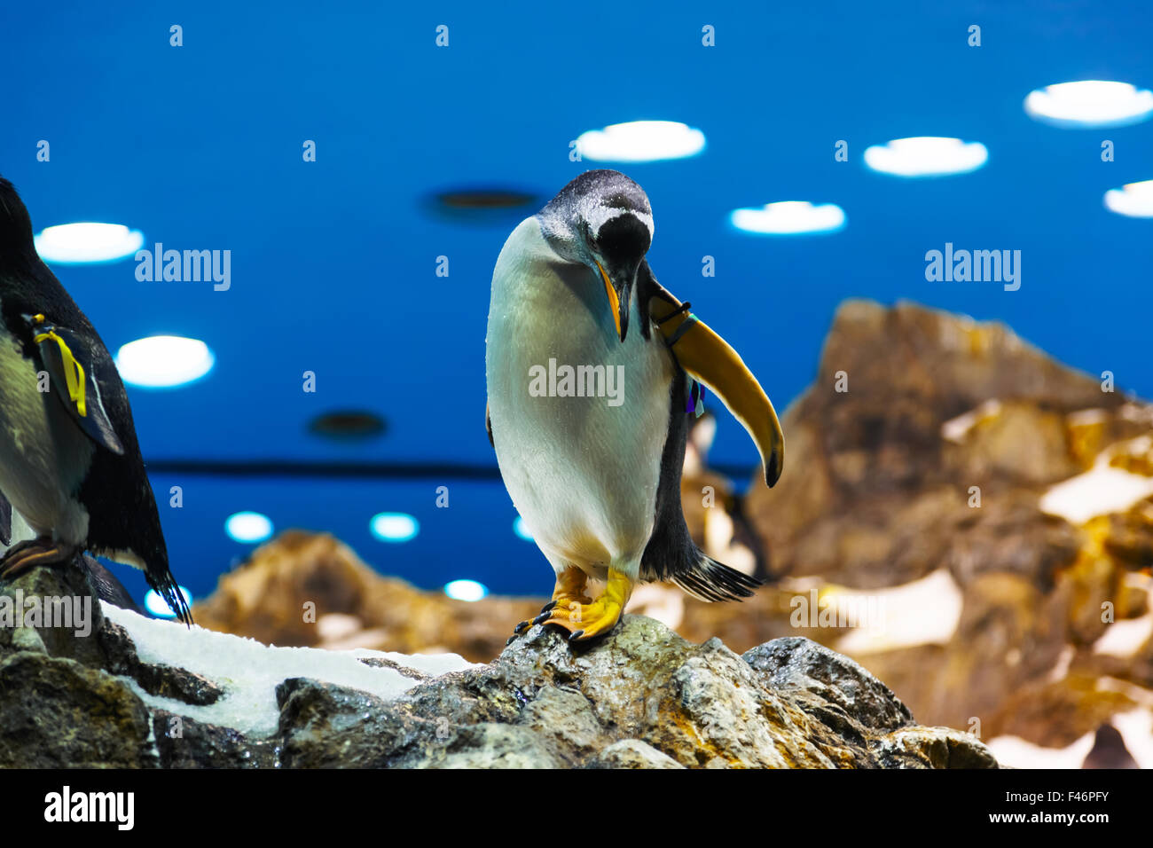 King penguin swim hi-res stock photography and images - Alamy