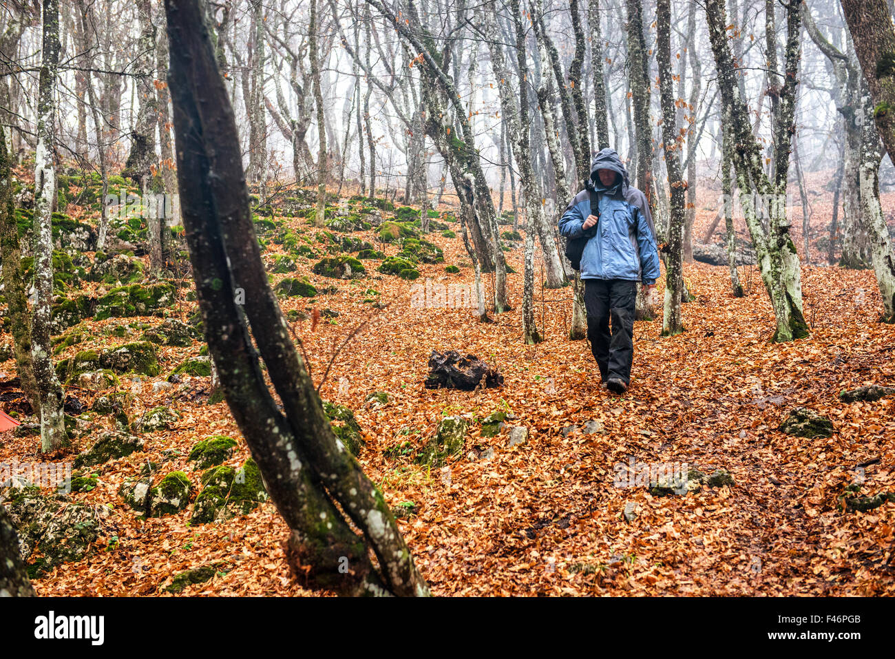 Walking in autumn oak forest hi-res stock photography and images - Alamy