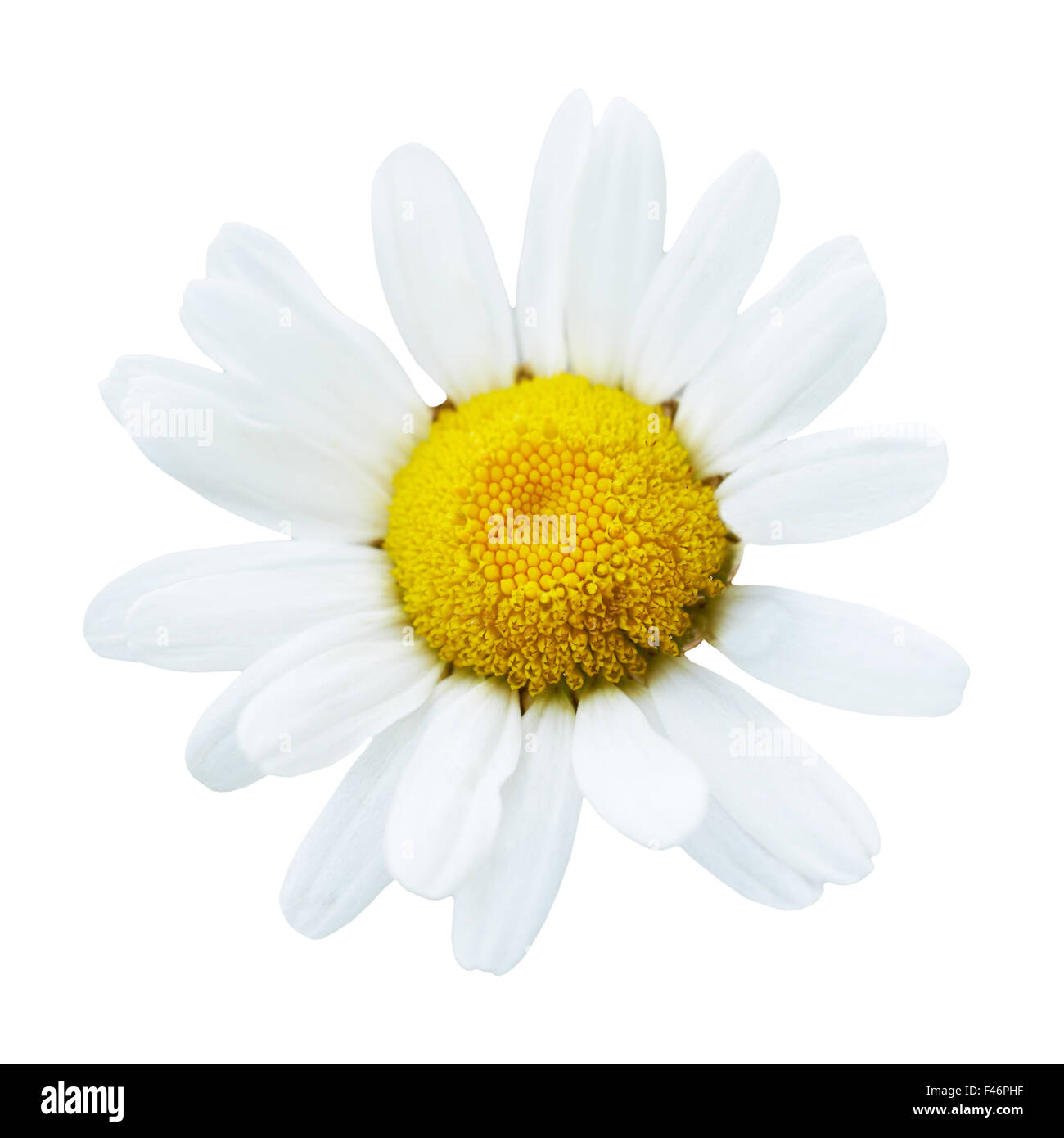 Daisy flower top hi-res stock photography and images - Alamy