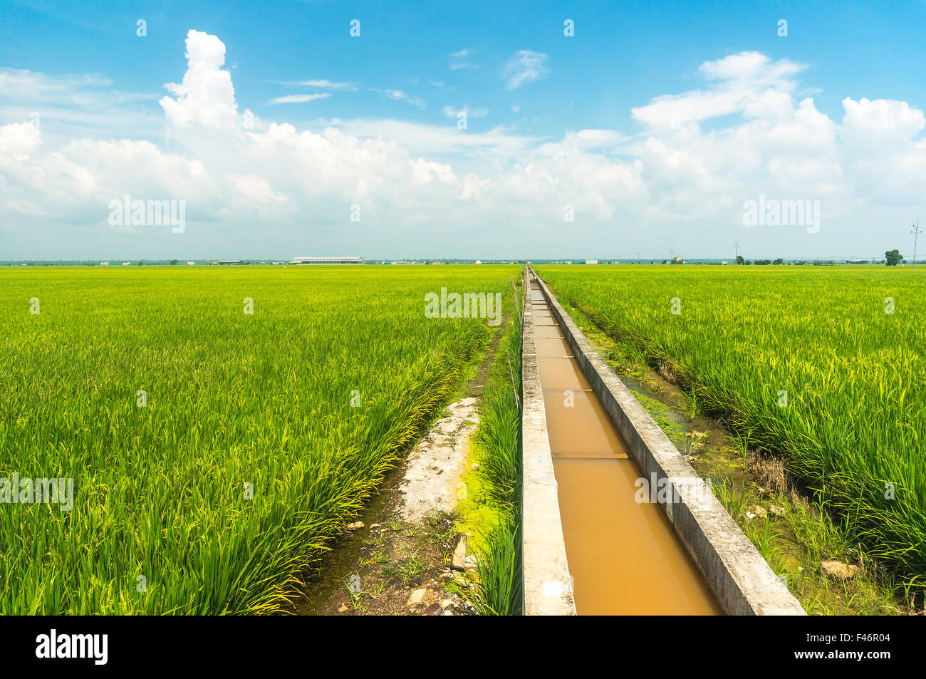 Water supply for paddy plant Stock Photo - Alamy