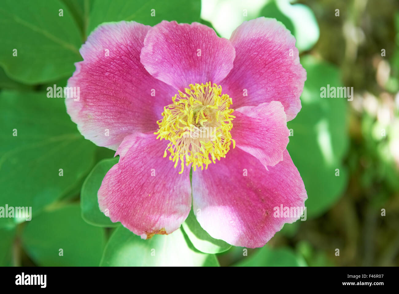 Beautiful pink flowers Stock Photo - Alamy