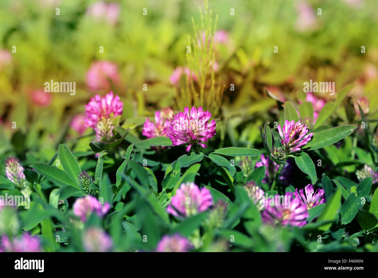 Beautiful wild flower clover photographed close up Stock Photo - Alamy