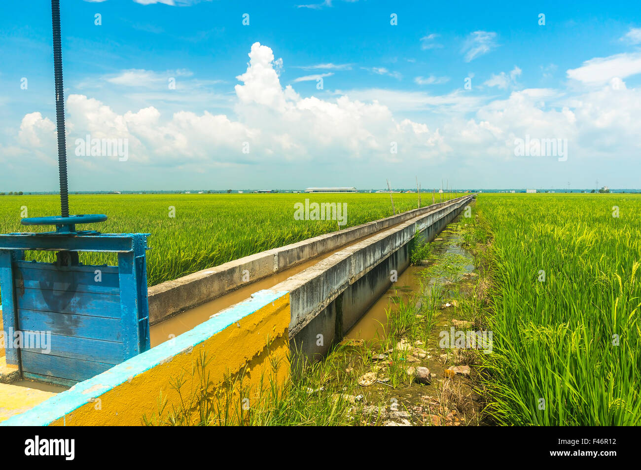 Water supply paddy plant hi-res stock photography and images - Alamy