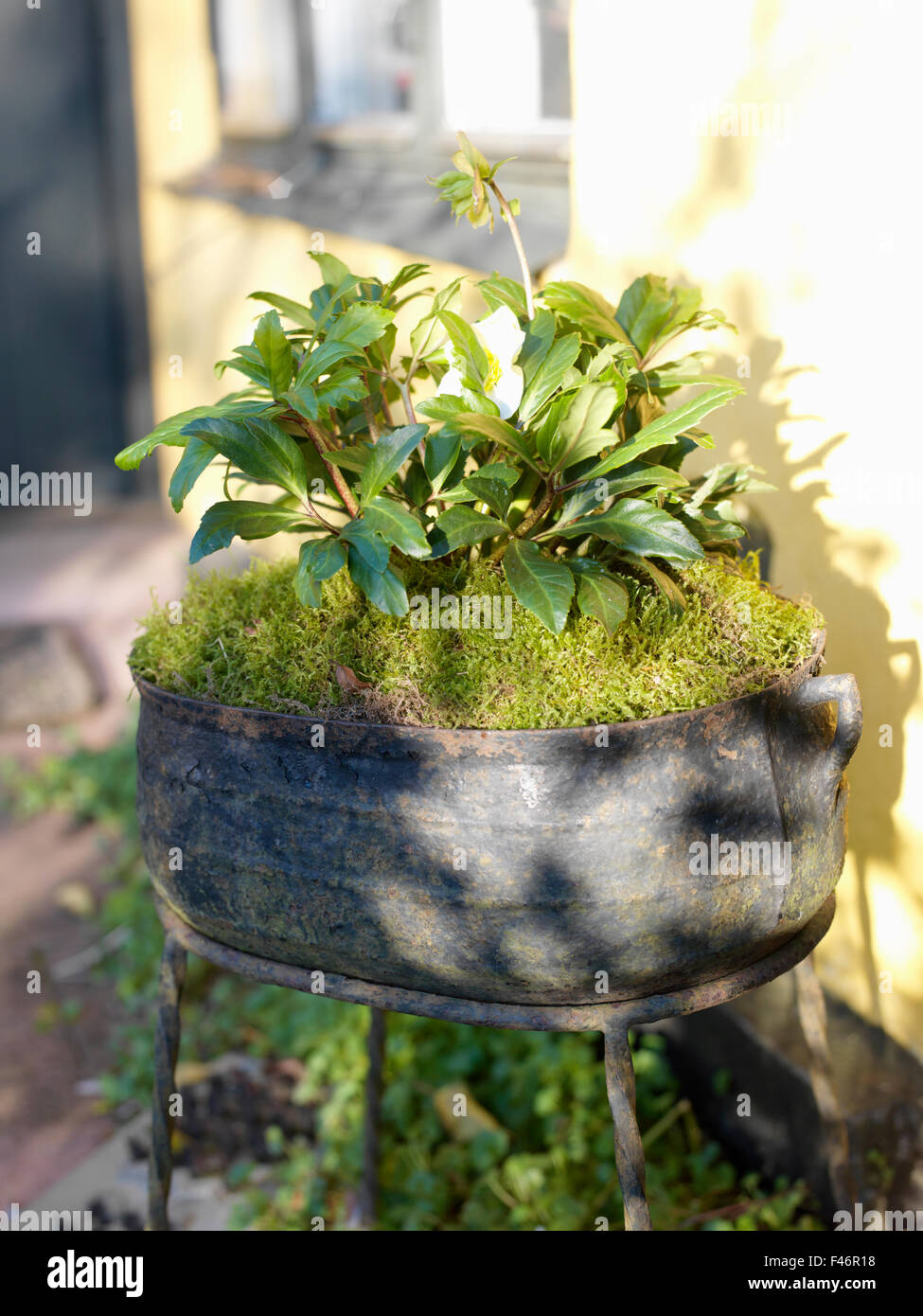 Flowers in a pot, Sweden Stock Photo - Alamy
