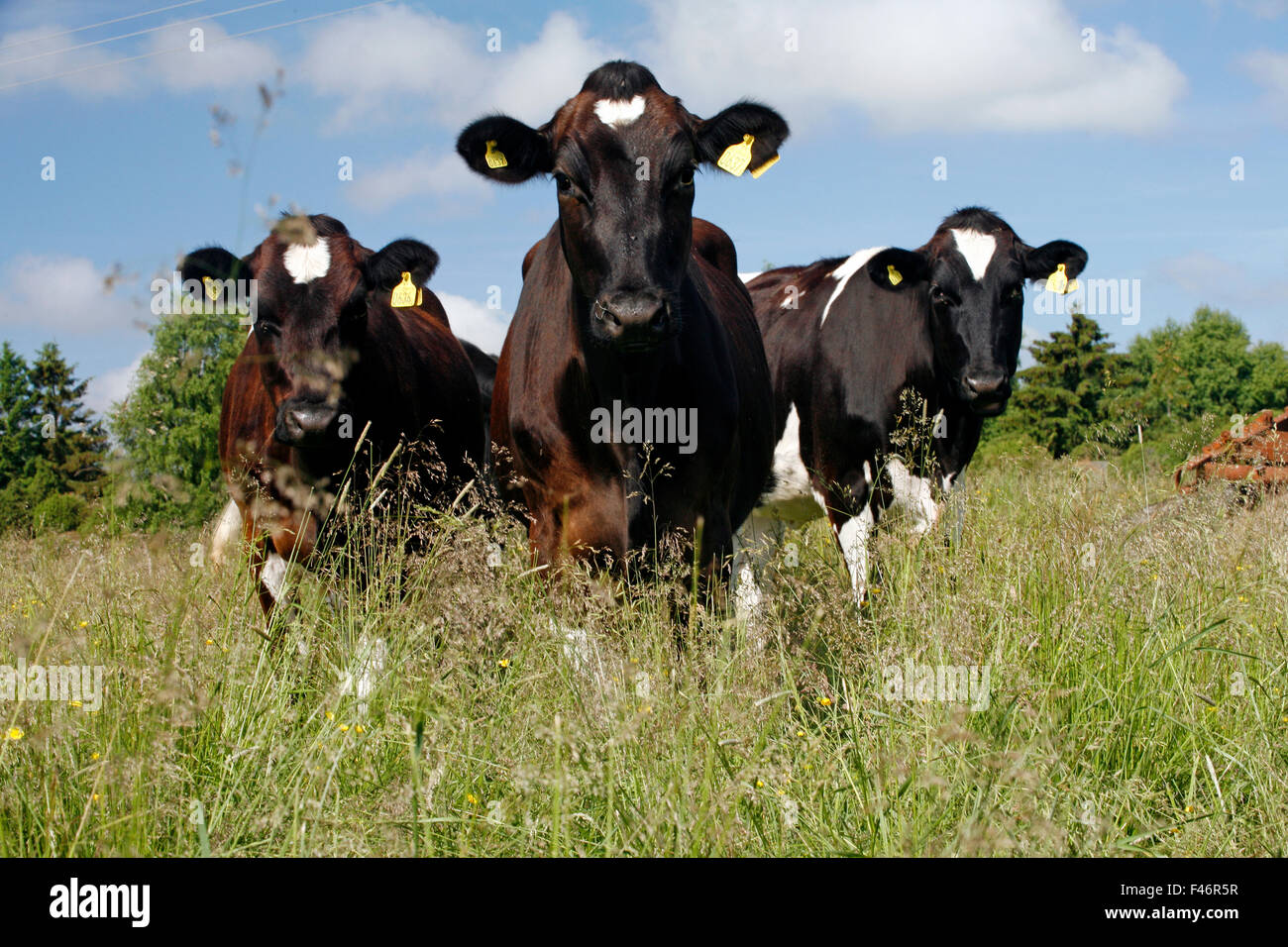 Cows in the grass, Sweden Stock Photo - Alamy