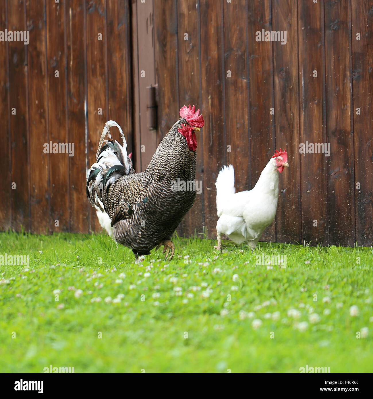 Photos brown portrait chicken in a village Stock Photo - Alamy