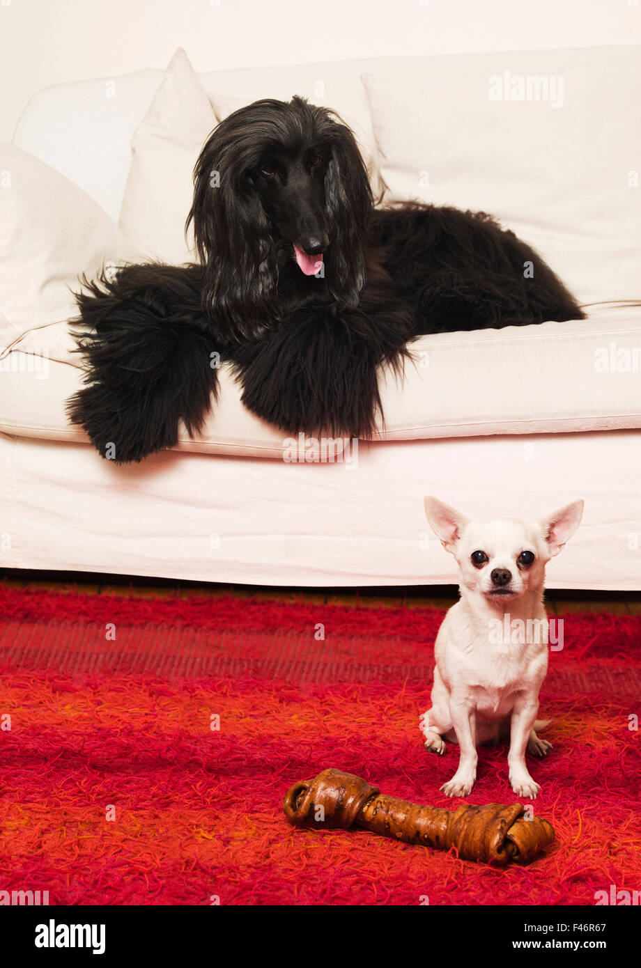 Two dogs and a dogbone Stock Photo - Alamy