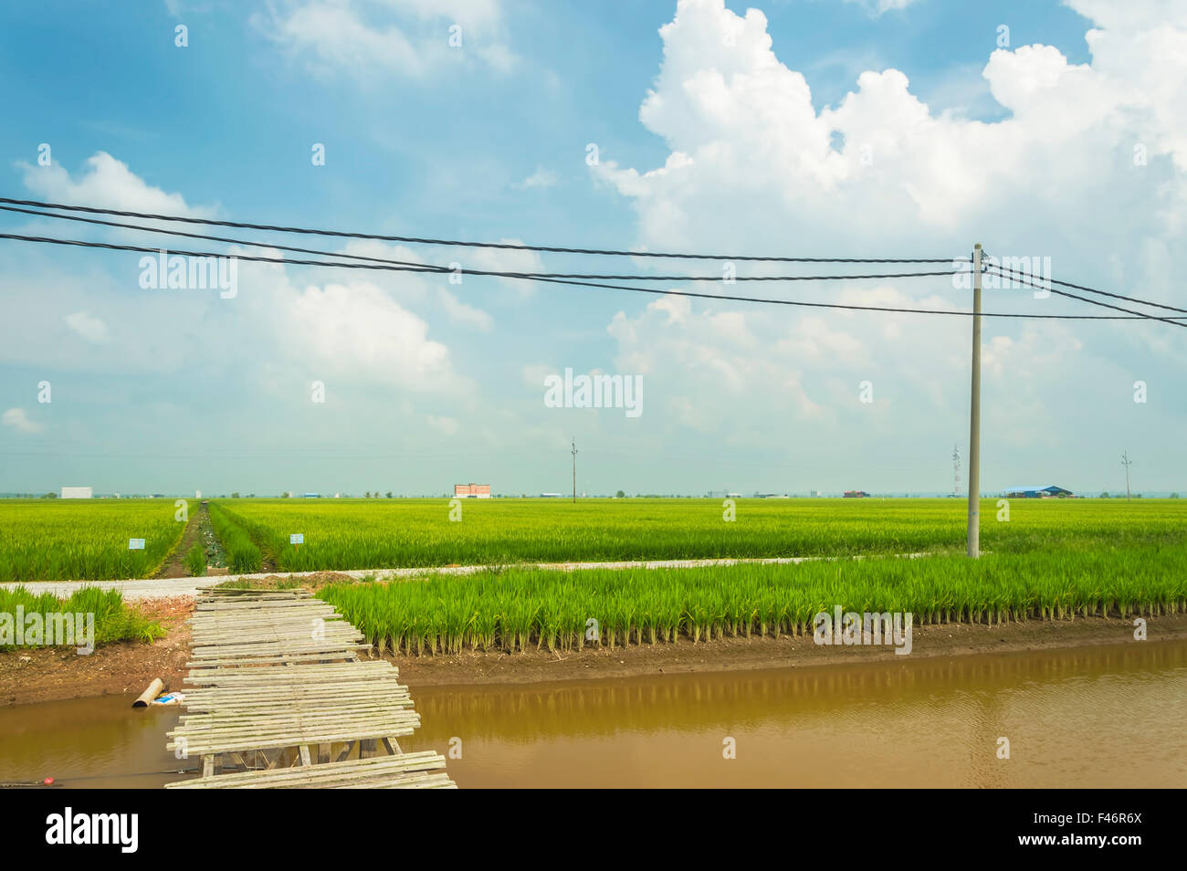 obsolete wooden bridge with paddy field background Stock Photo - Alamy