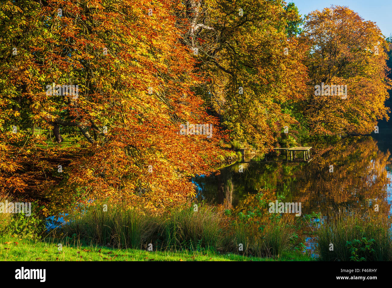 Autumn trees reflected in the lake on the Bowood Estate in Wiltshire ...