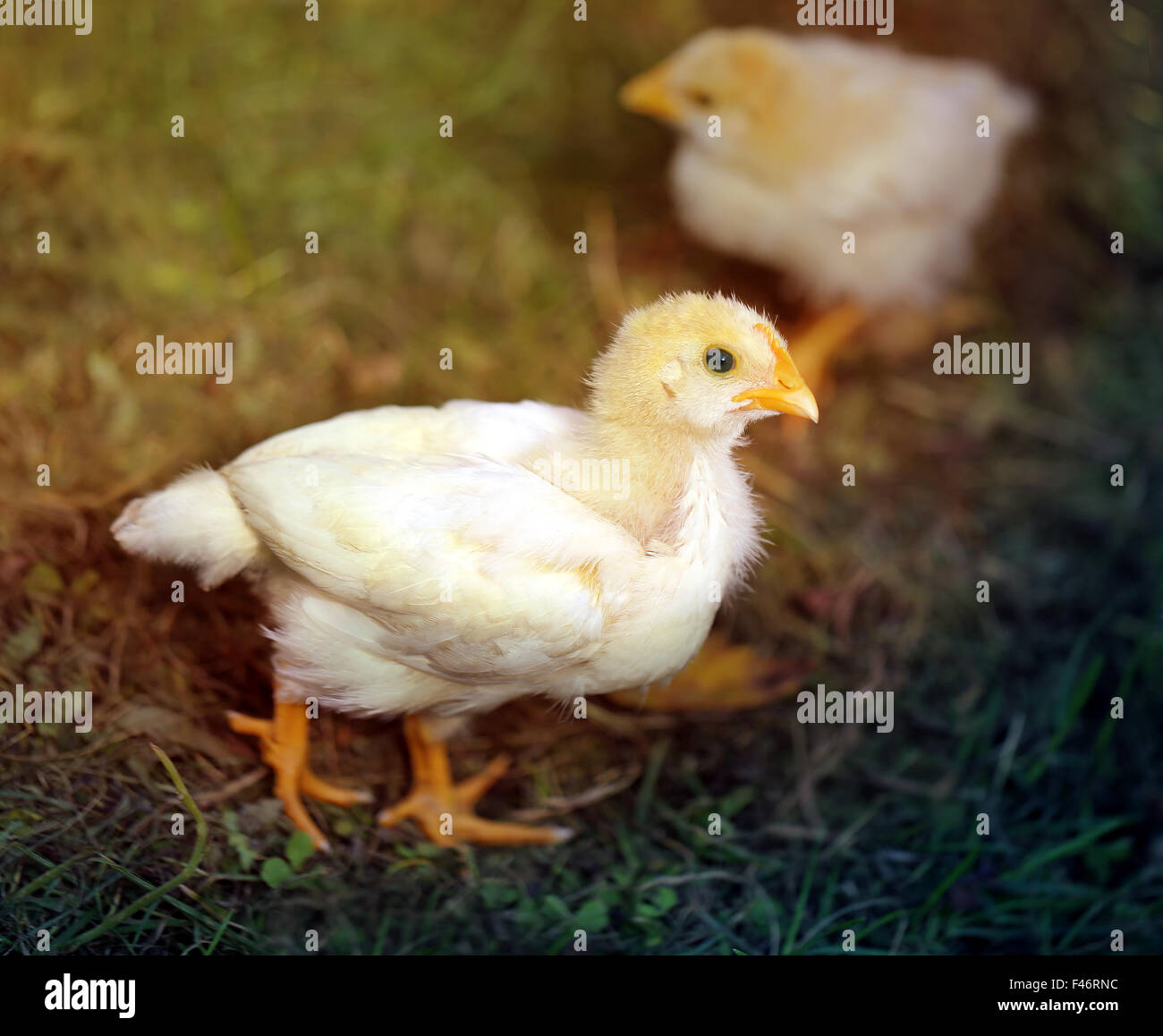 Beautiful yellow chickens on a farm photographed close up Stock Photo ...