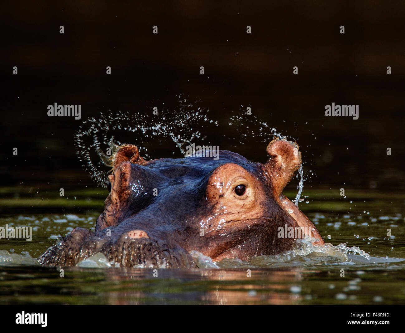 Hippopotamus (Hippopotamus amphibius) ears flicking water when opening ...