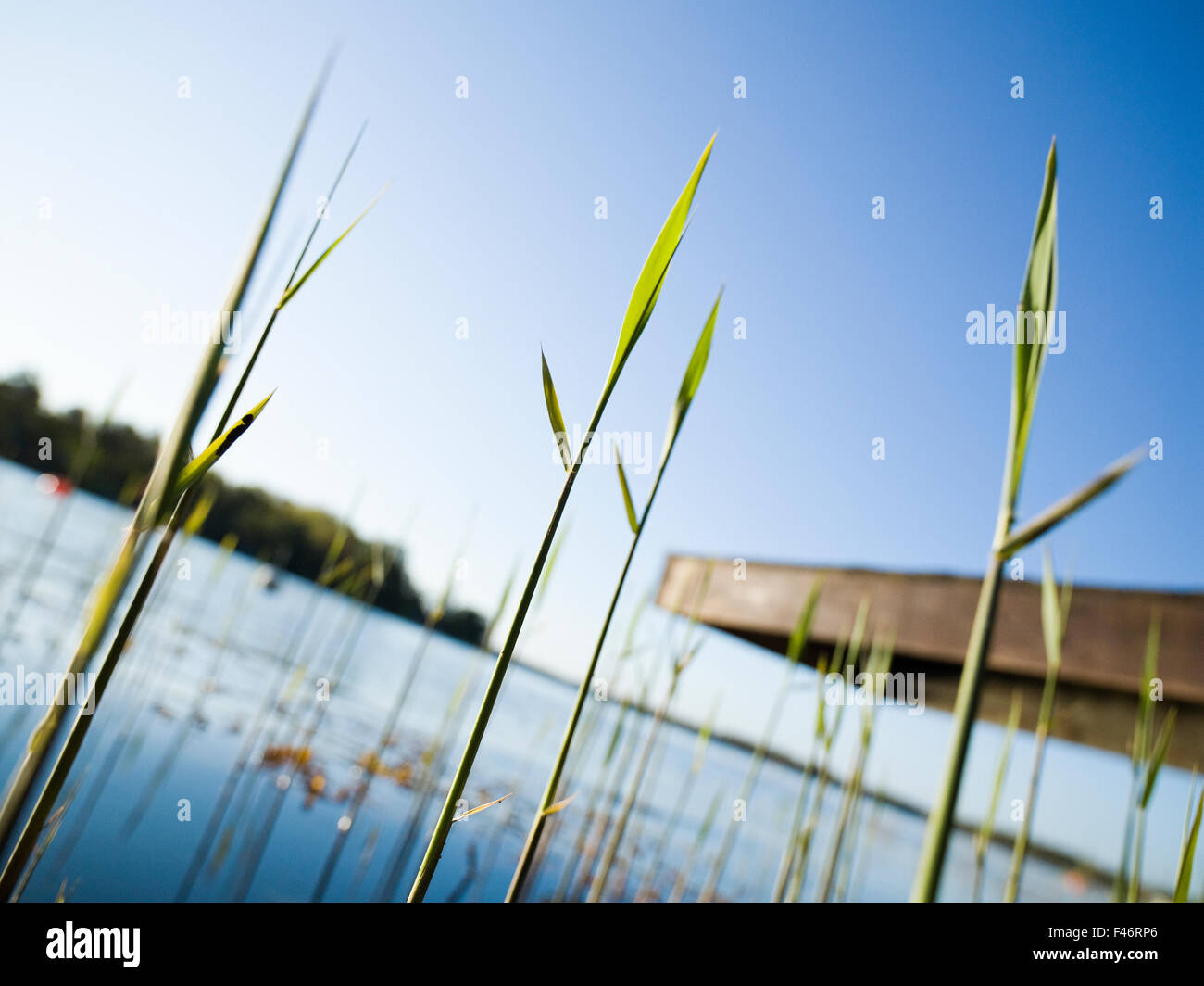 Reeds jetty hi-res stock photography and images - Alamy