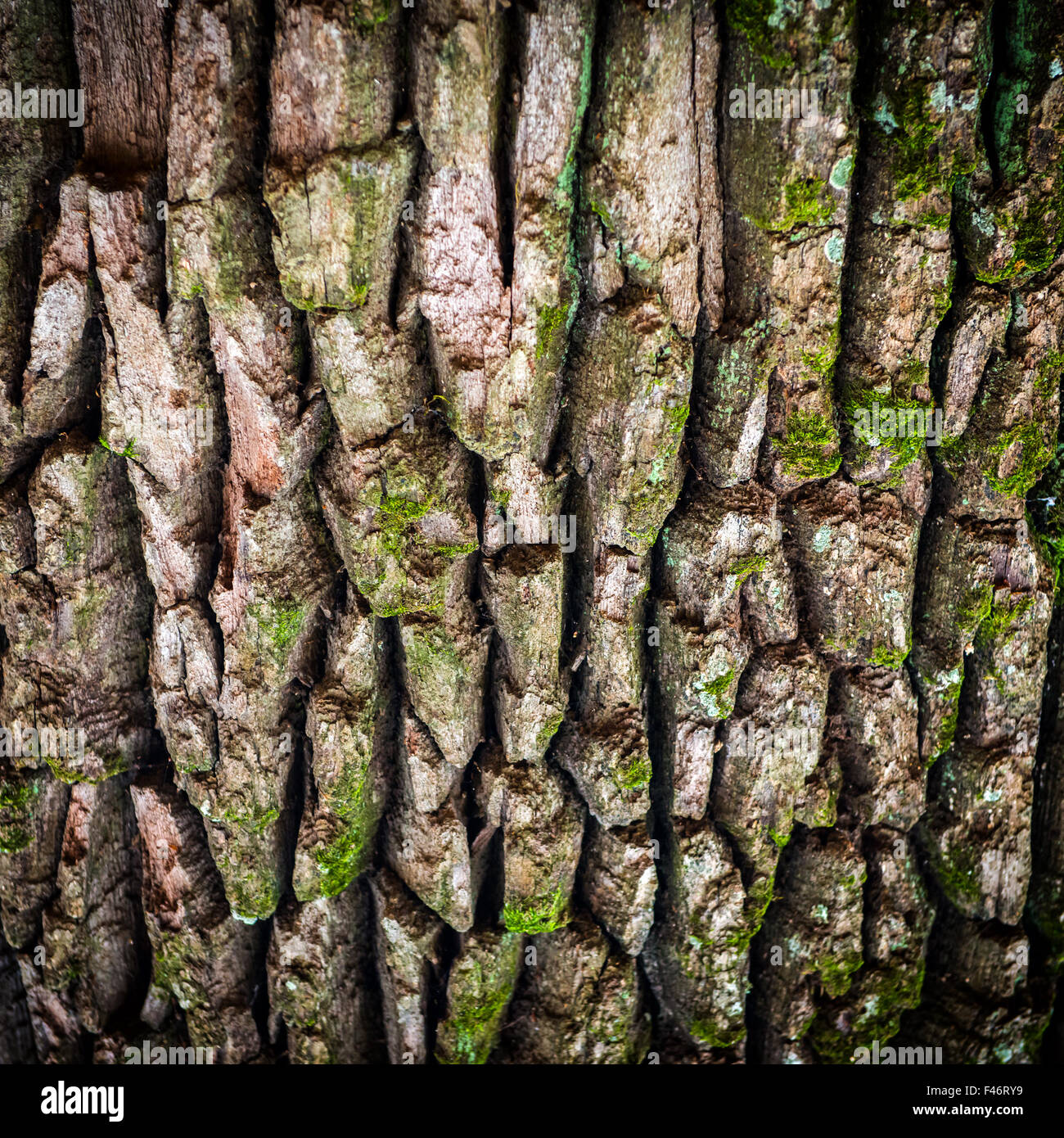 Oak skin hi-res stock photography and images - Alamy