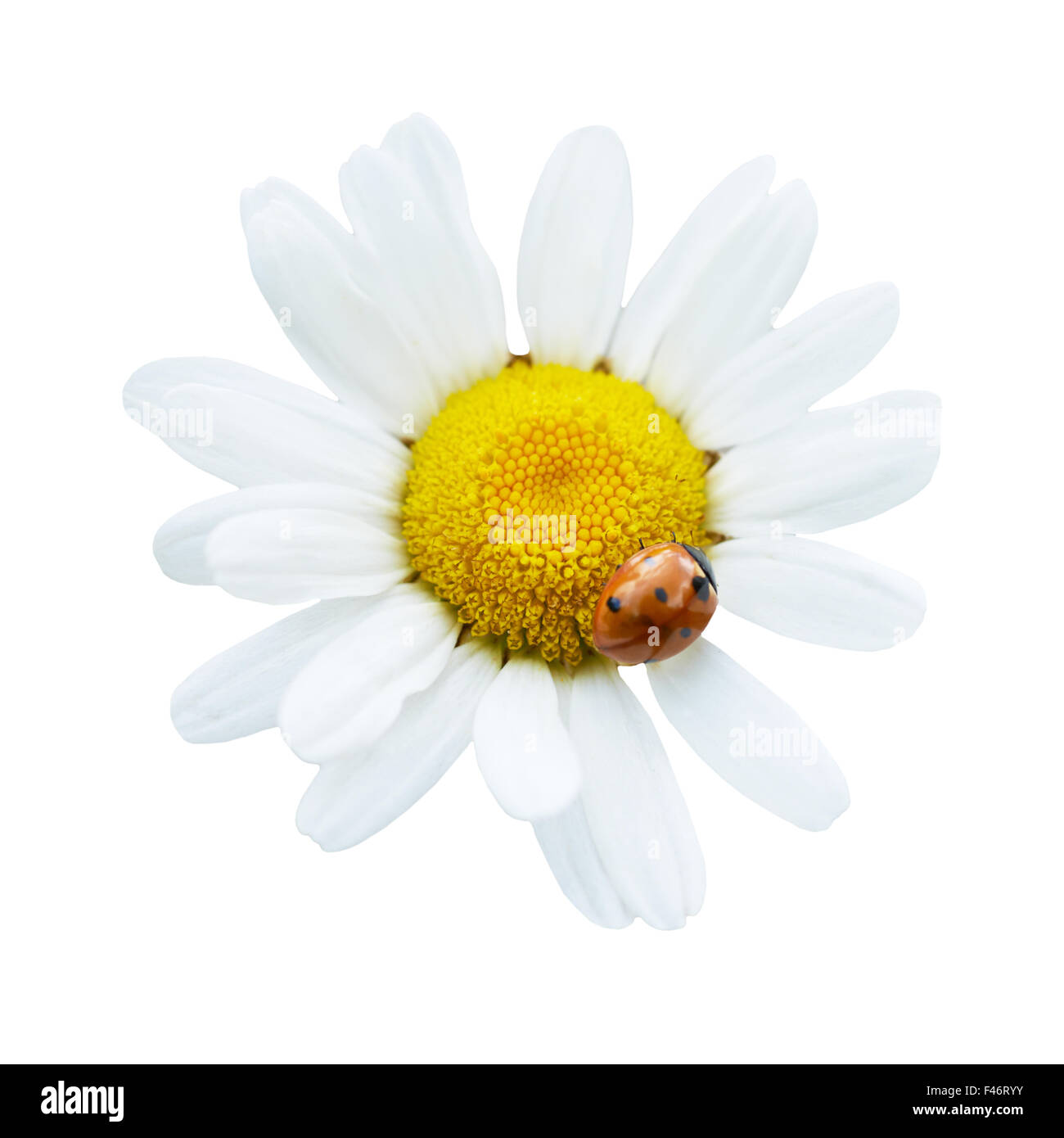 Closeup marguerite flower Cut Out Stock Images & Pictures - Alamy