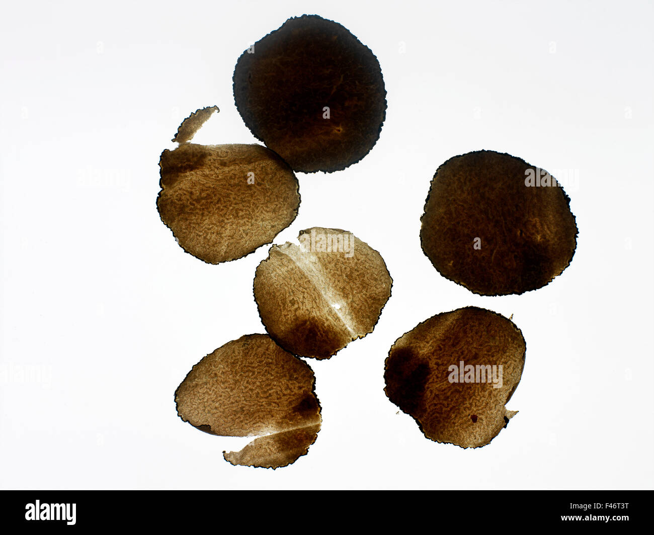 Truffle, white background, close-up Stock Photo - Alamy