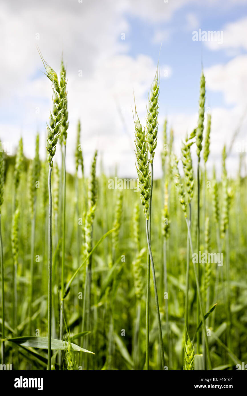 Field of wheat, Gotland, Sweden Stock Photo - Alamy