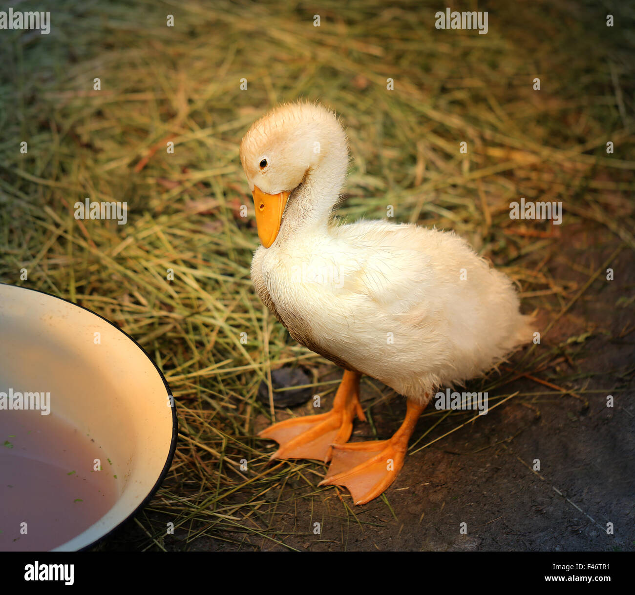 Duck lips close up hi-res stock photography and images - Alamy