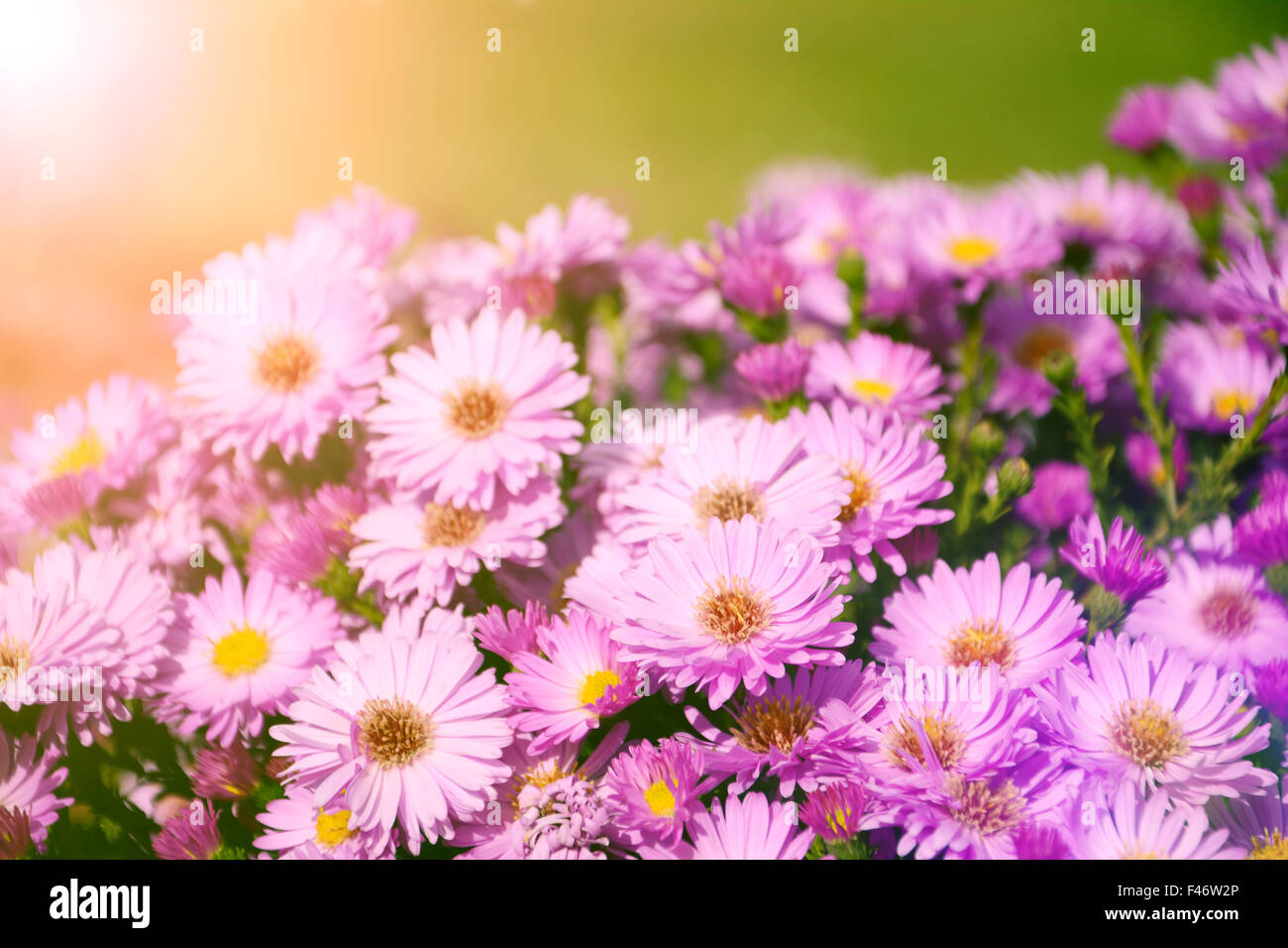 Small garden Astra flowers Stock Photo - Alamy