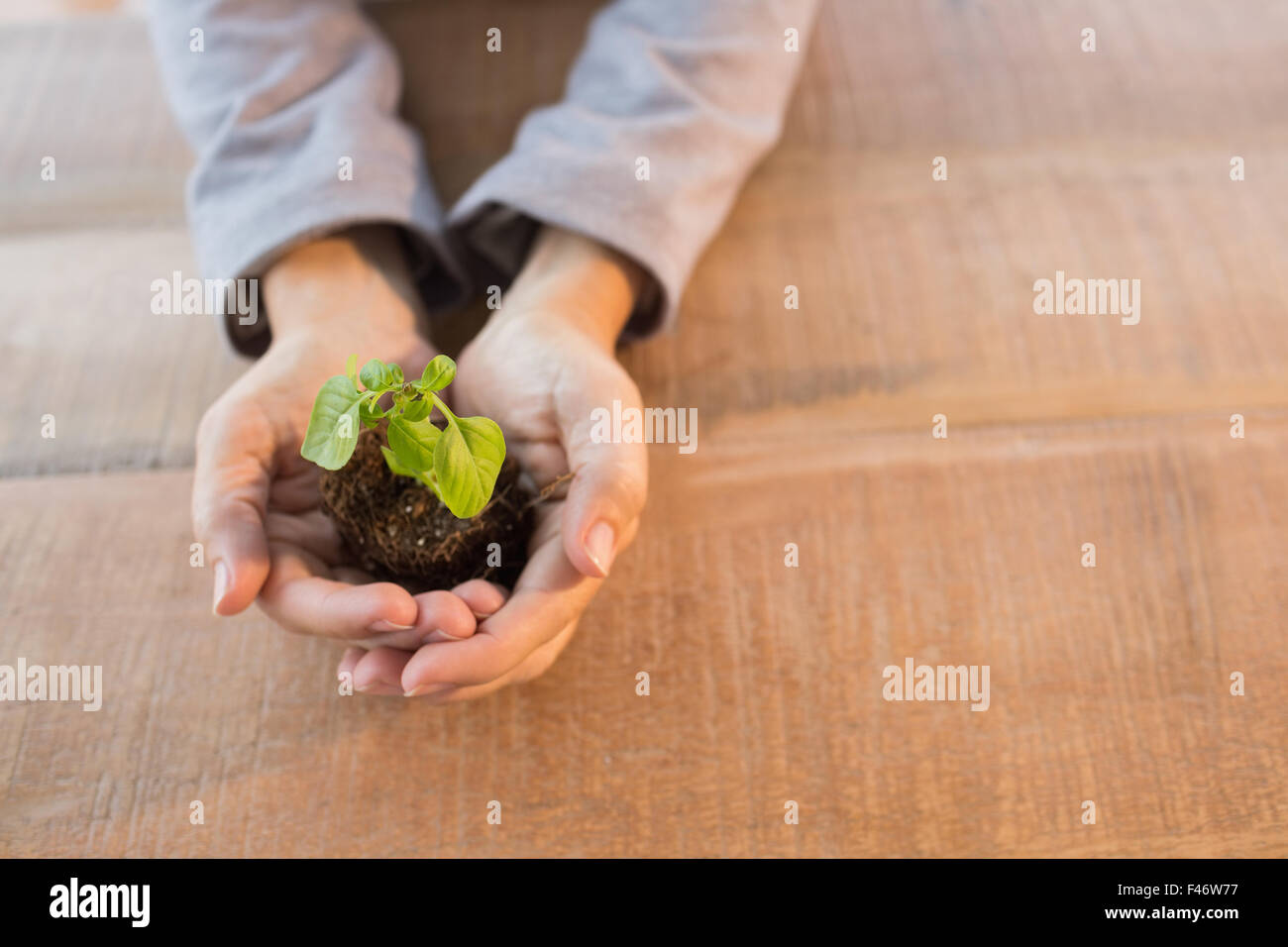 Close up of hands holding young plant Stock Photo - Alamy