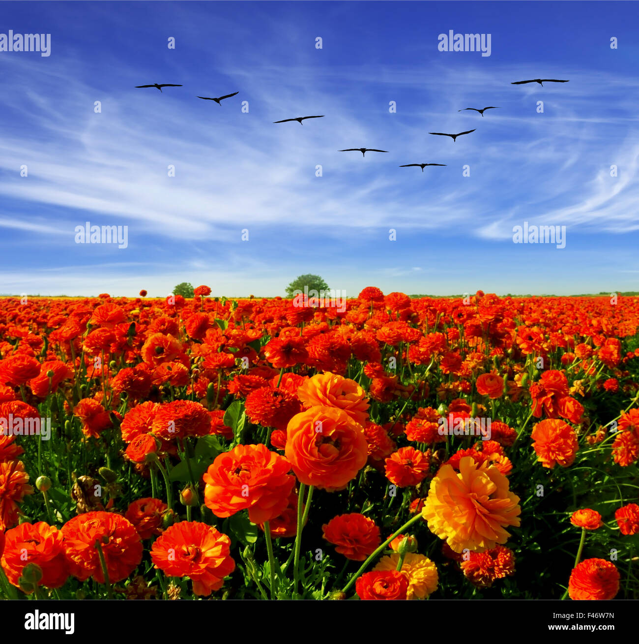 Spring in Israel Stock Photo - Alamy