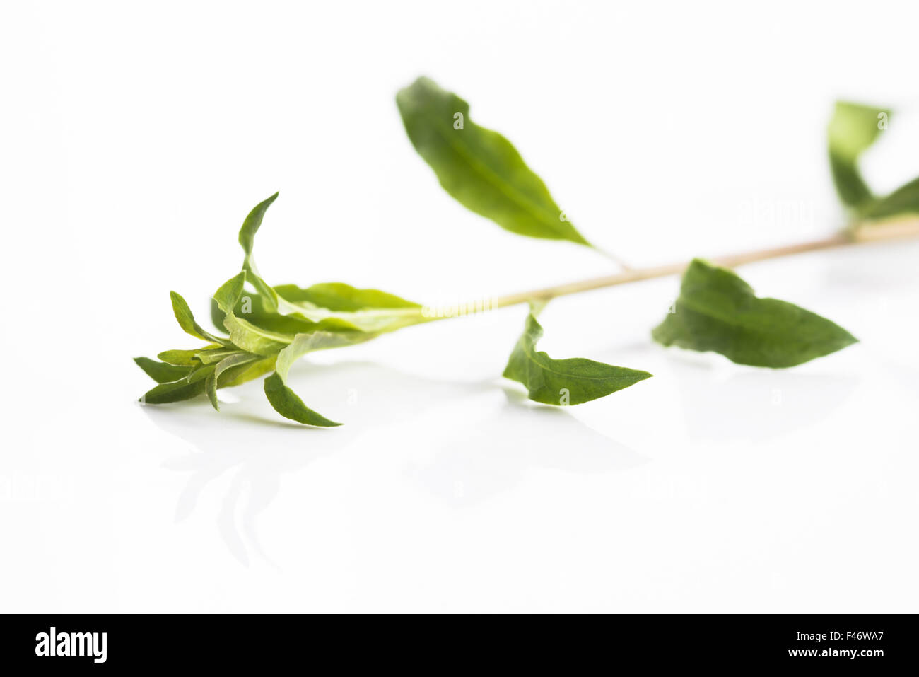 Goji leaf isolated on white background Stock Photo - Alamy