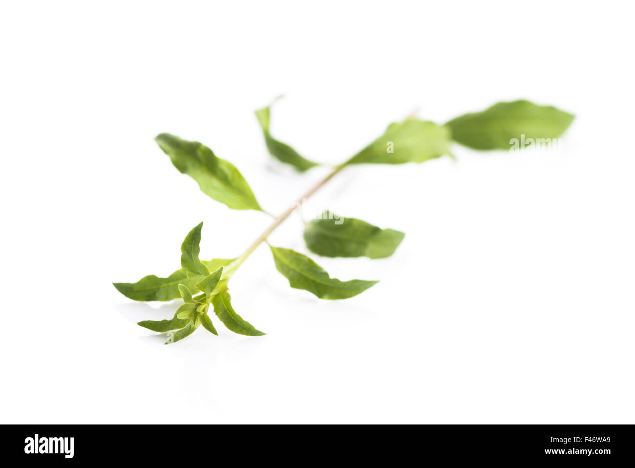 Goji leaf isolated on white background Stock Photo - Alamy