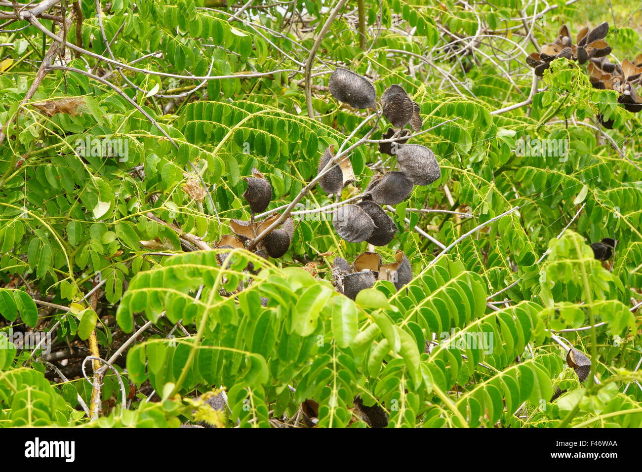 Nicker hi-res stock photography and images - Alamy