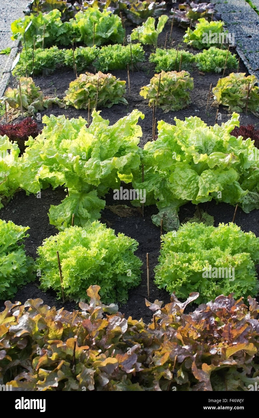 Various leafy hi-res stock photography and images - Alamy