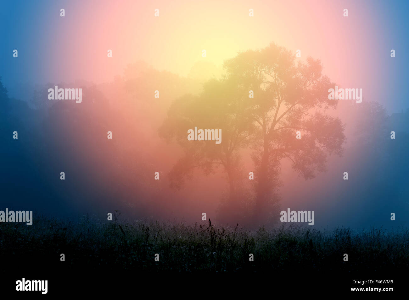 Large tree in light hi-res stock photography and images - Alamy