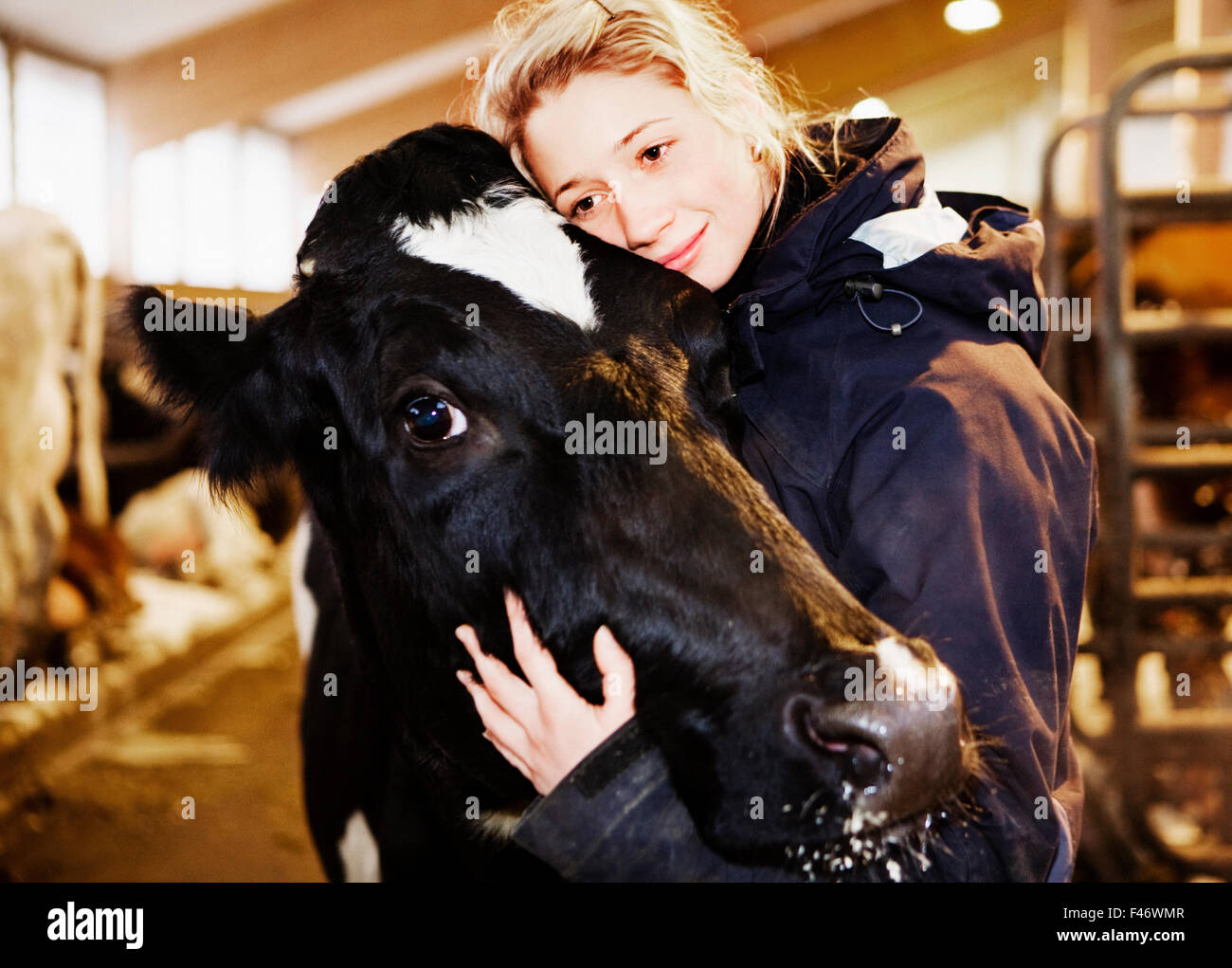 A woman and a cow in a barn, Sweden Stock Photo - Alamy