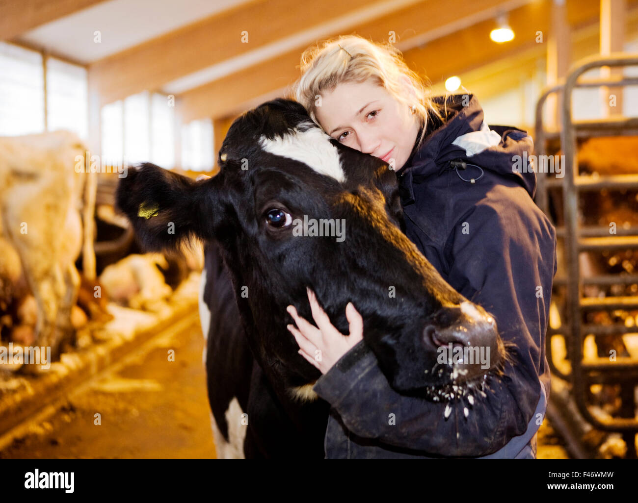 A woman and a cow in a barn, Sweden Stock Photo - Alamy