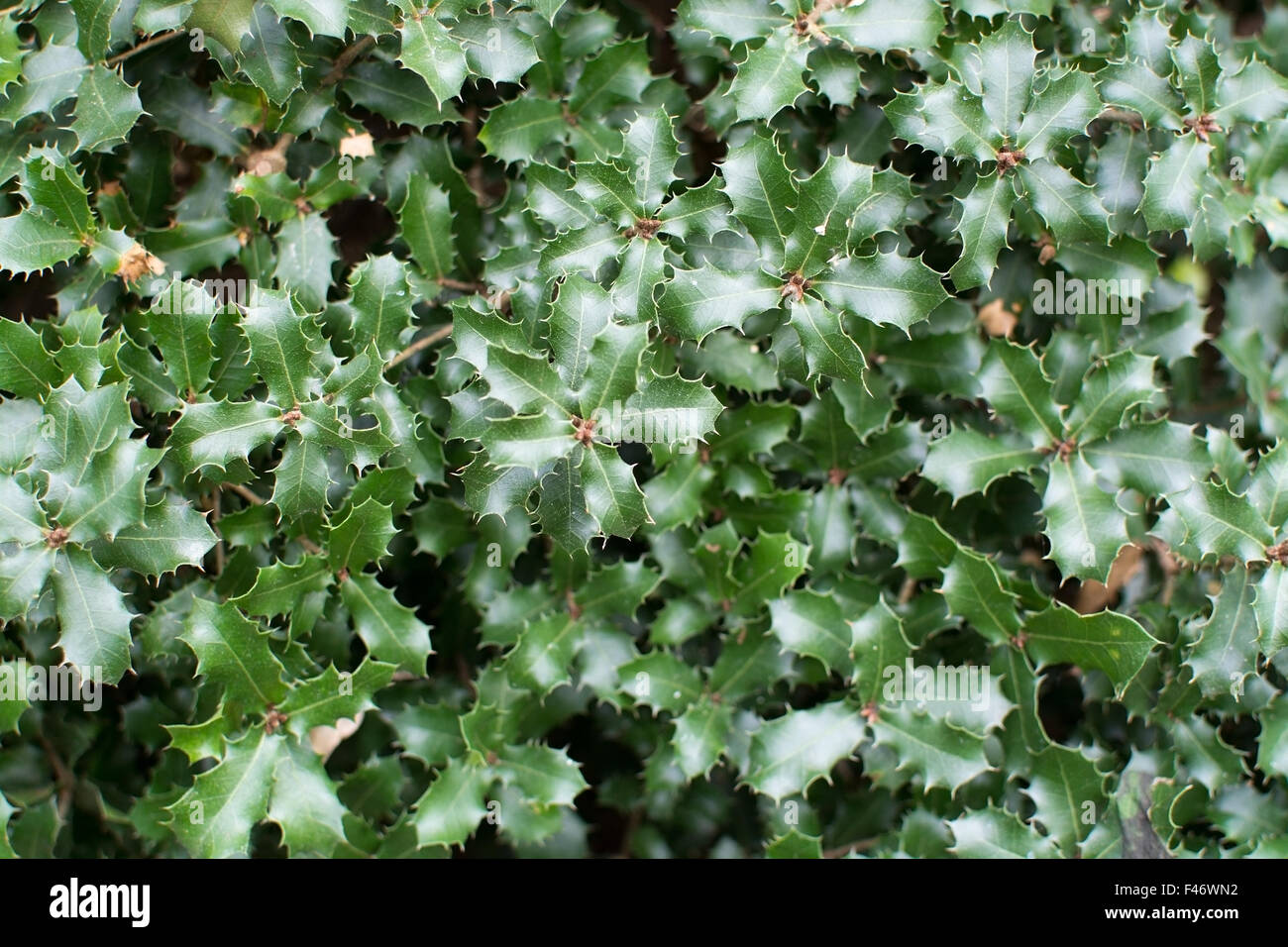 Kermes oak Quercus coccifera prickly green leaves Stock Photo - Alamy