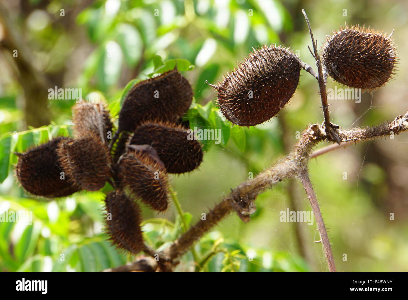 Nicker hi-res stock photography and images - Alamy