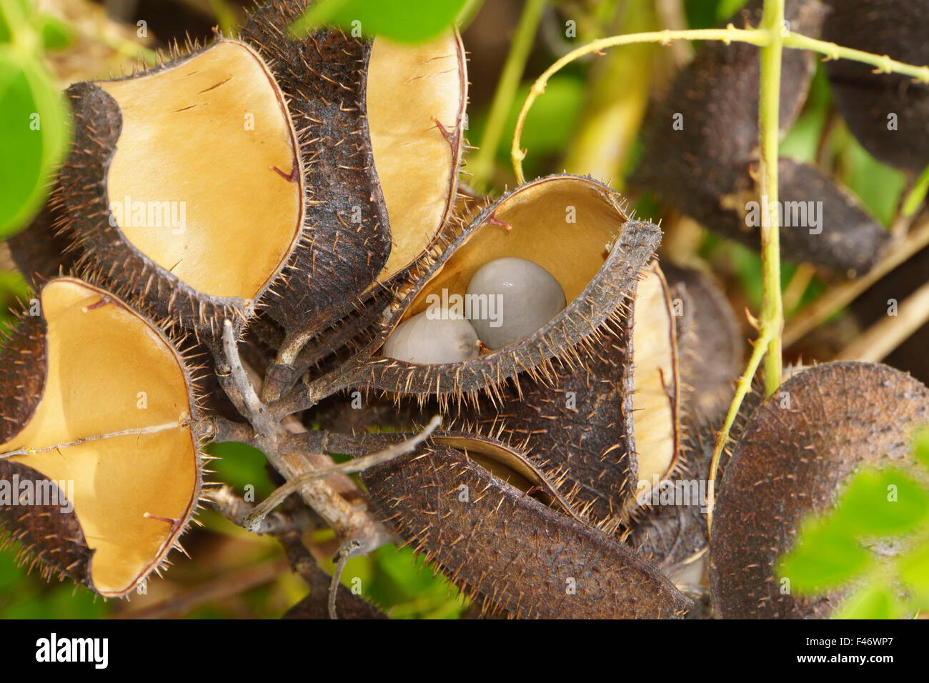 Nicker hi-res stock photography and images - Alamy