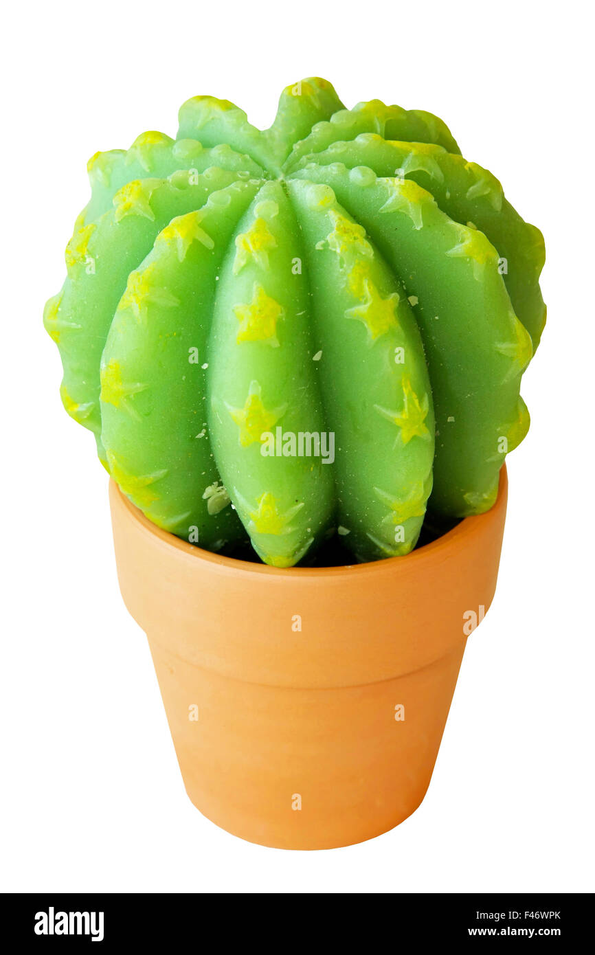 Star Cactus High Resolution Stock Photography and Images - Alamy